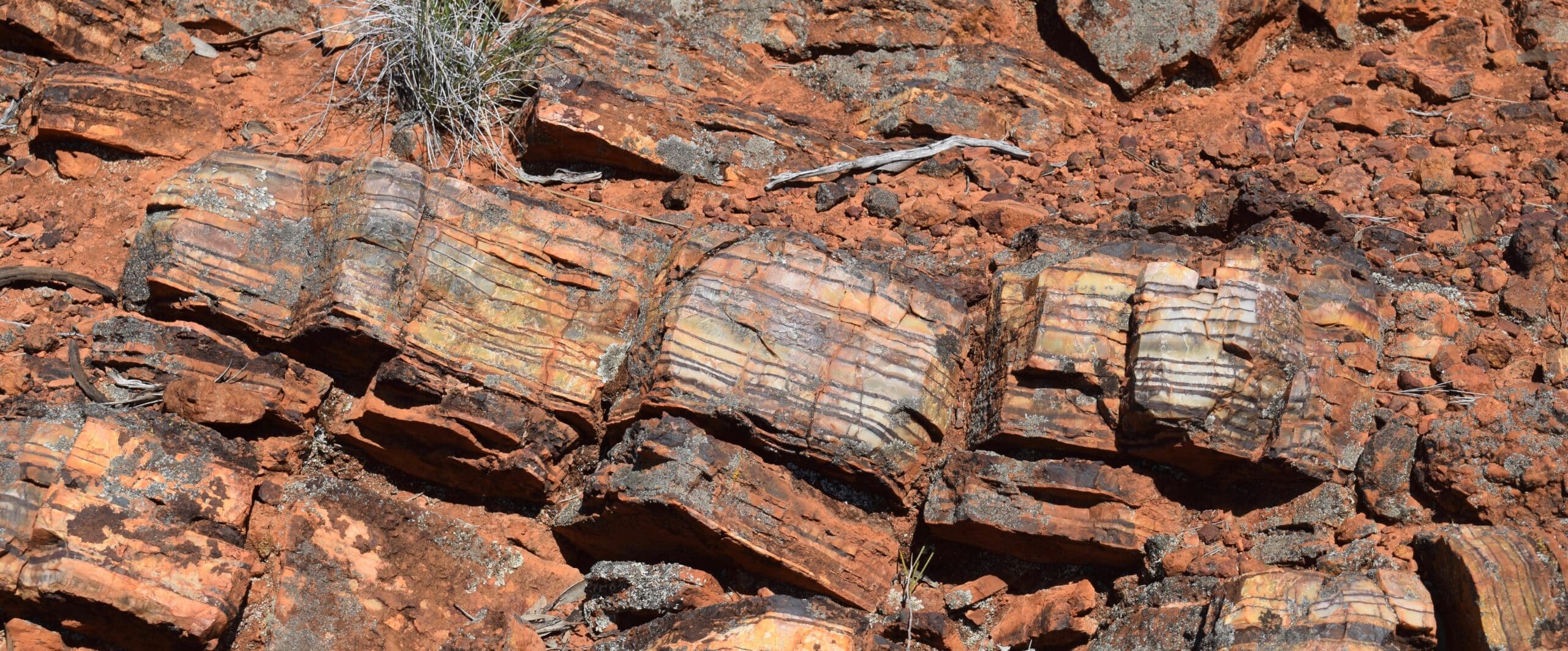 Explore WA: The Helena and Aurora Ranges (Bungalbin) - Coates Wildlife ...