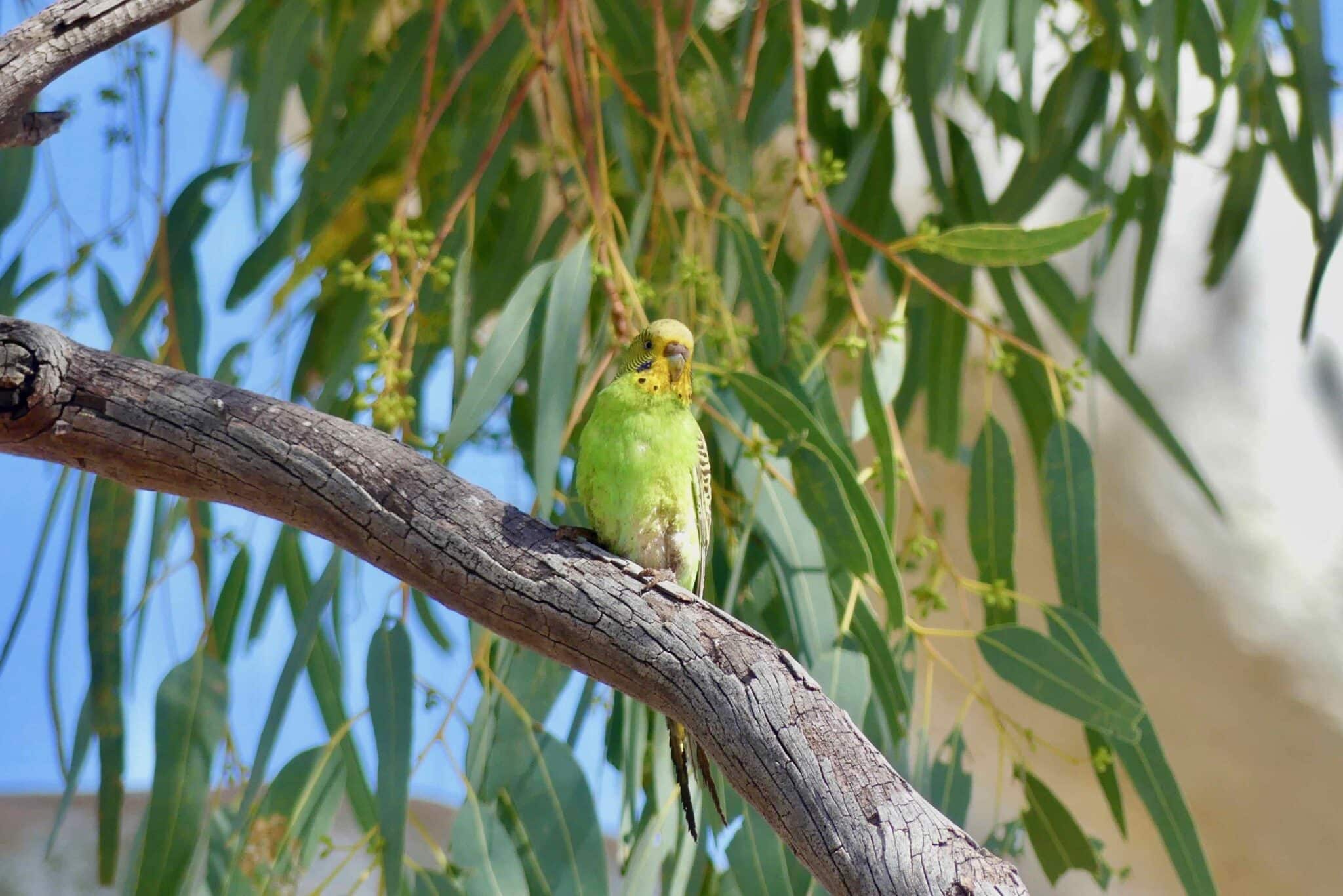 8-Day Flinders Ranges Tour From Adelaide